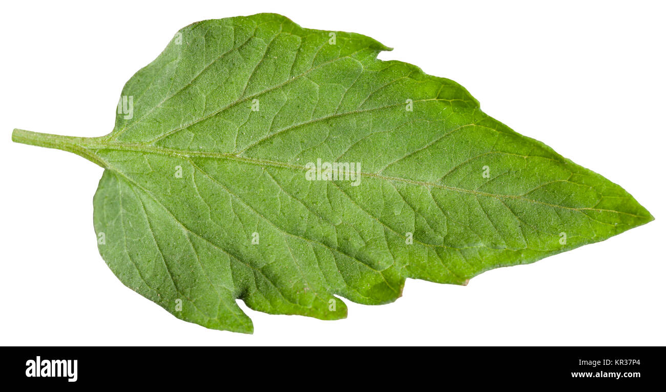 green leaf of tomato plant isolated on white Stock Photo - Alamy