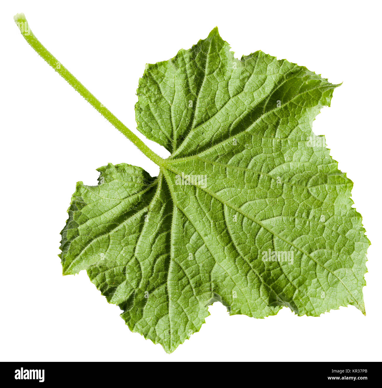 back side of green leaf of Cucumber plant Stock Photo - Alamy