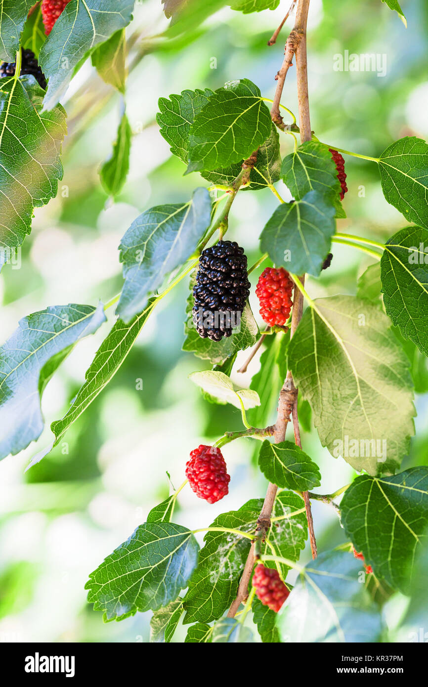 twig with black and red berries on Morus tree Stock Photo - Alamy