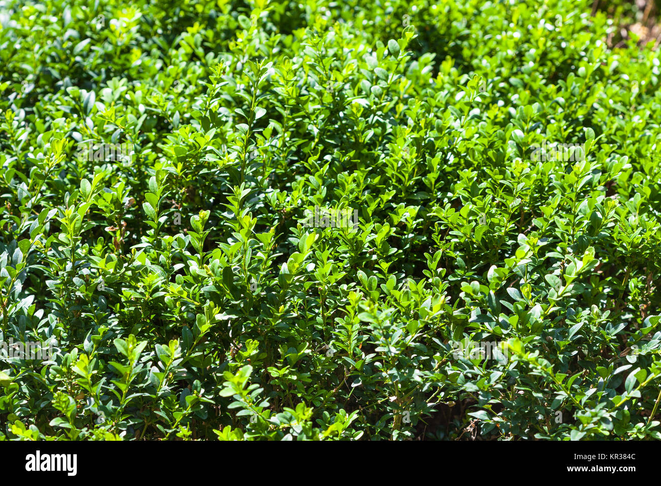 Boxtree hi-res stock photography and images - Alamy