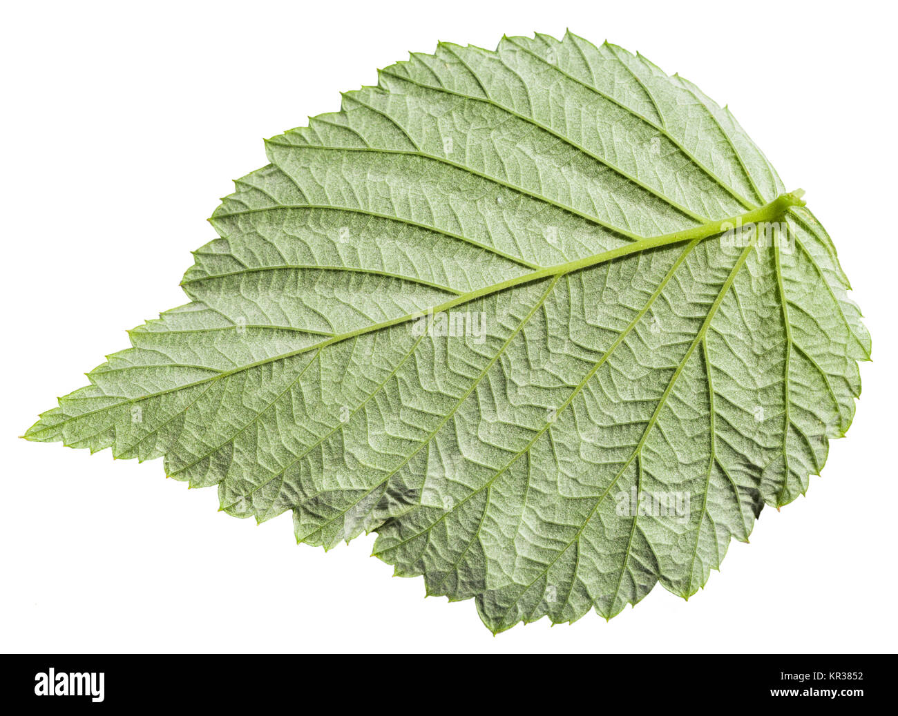 Back side of leaf hi-res stock photography and images - Alamy