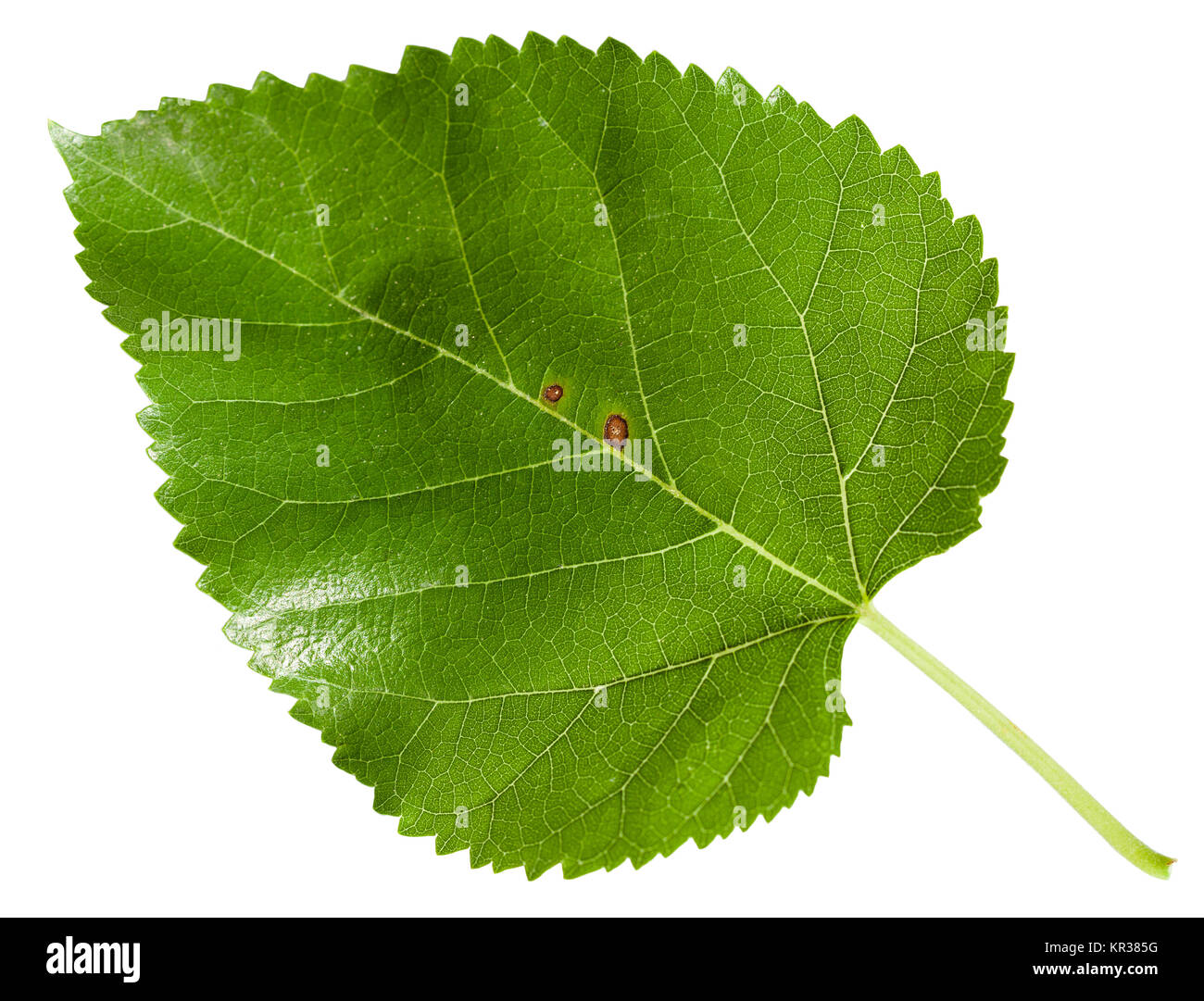 green leaf of Morus tree (black mulberry) isolated Stock Photo - Alamy