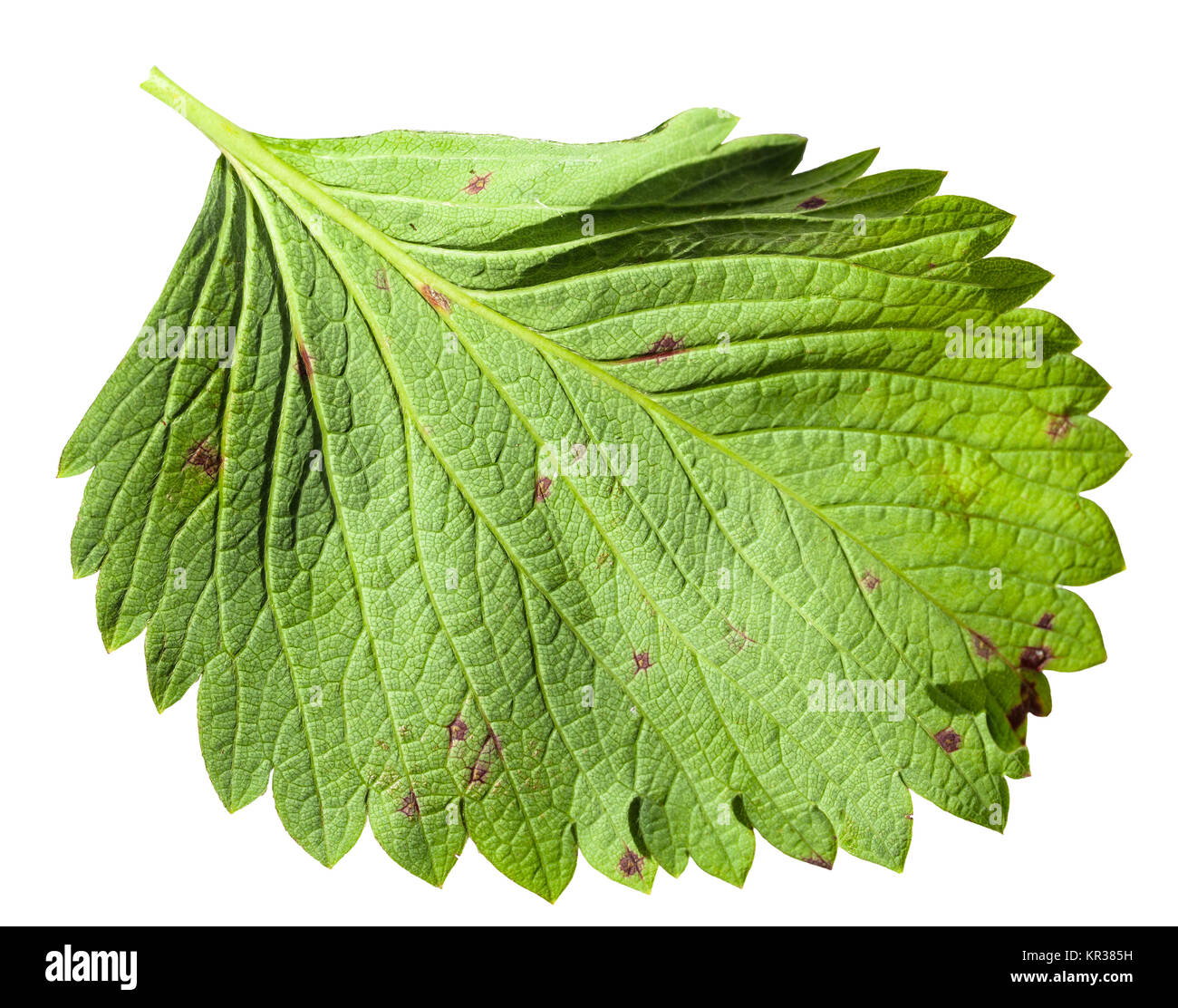 Back side of leaf hi-res stock photography and images - Alamy