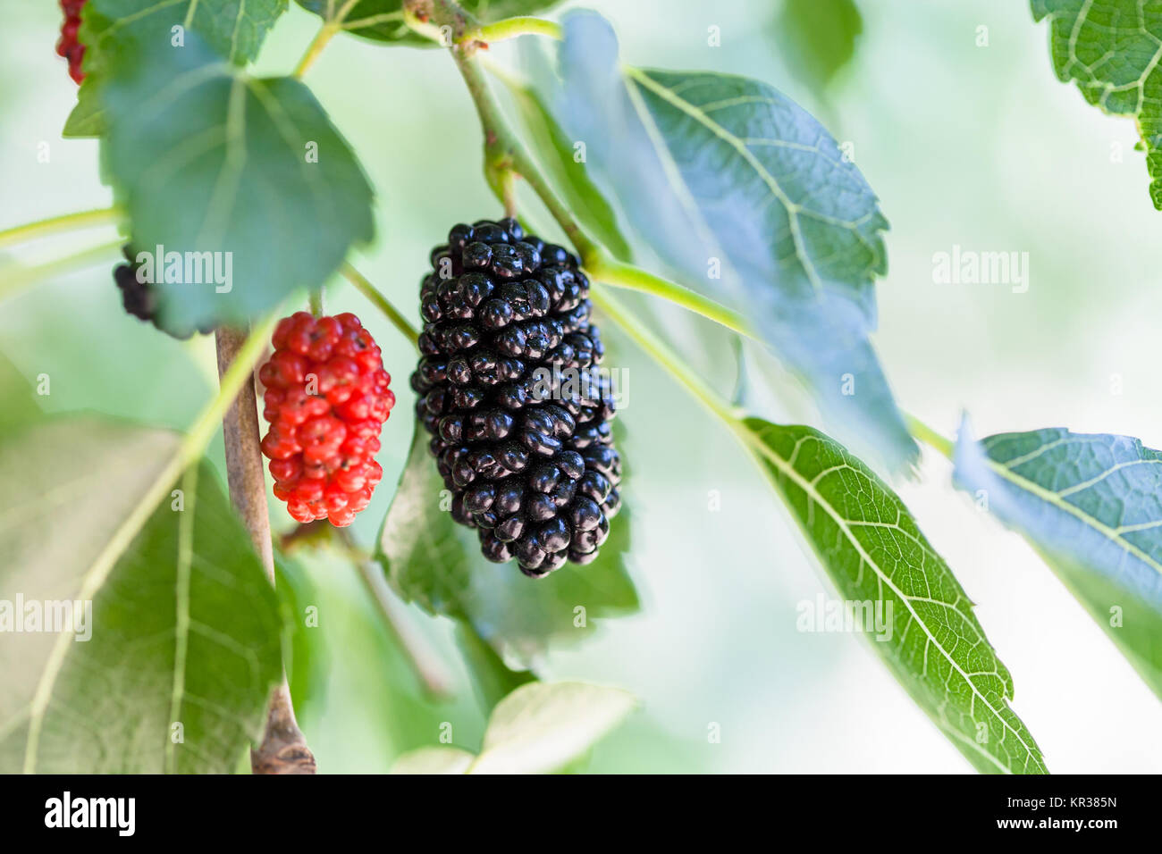 Blackberry tree hi-res stock photography and images - Alamy