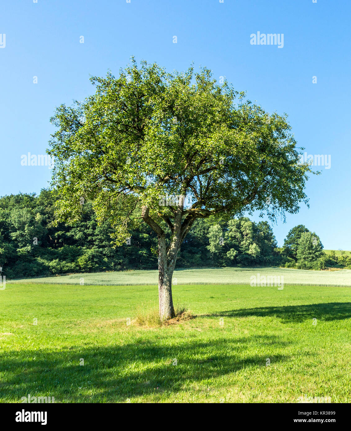 apple tree in rural landscape under blue sky Stock Photo - Alamy