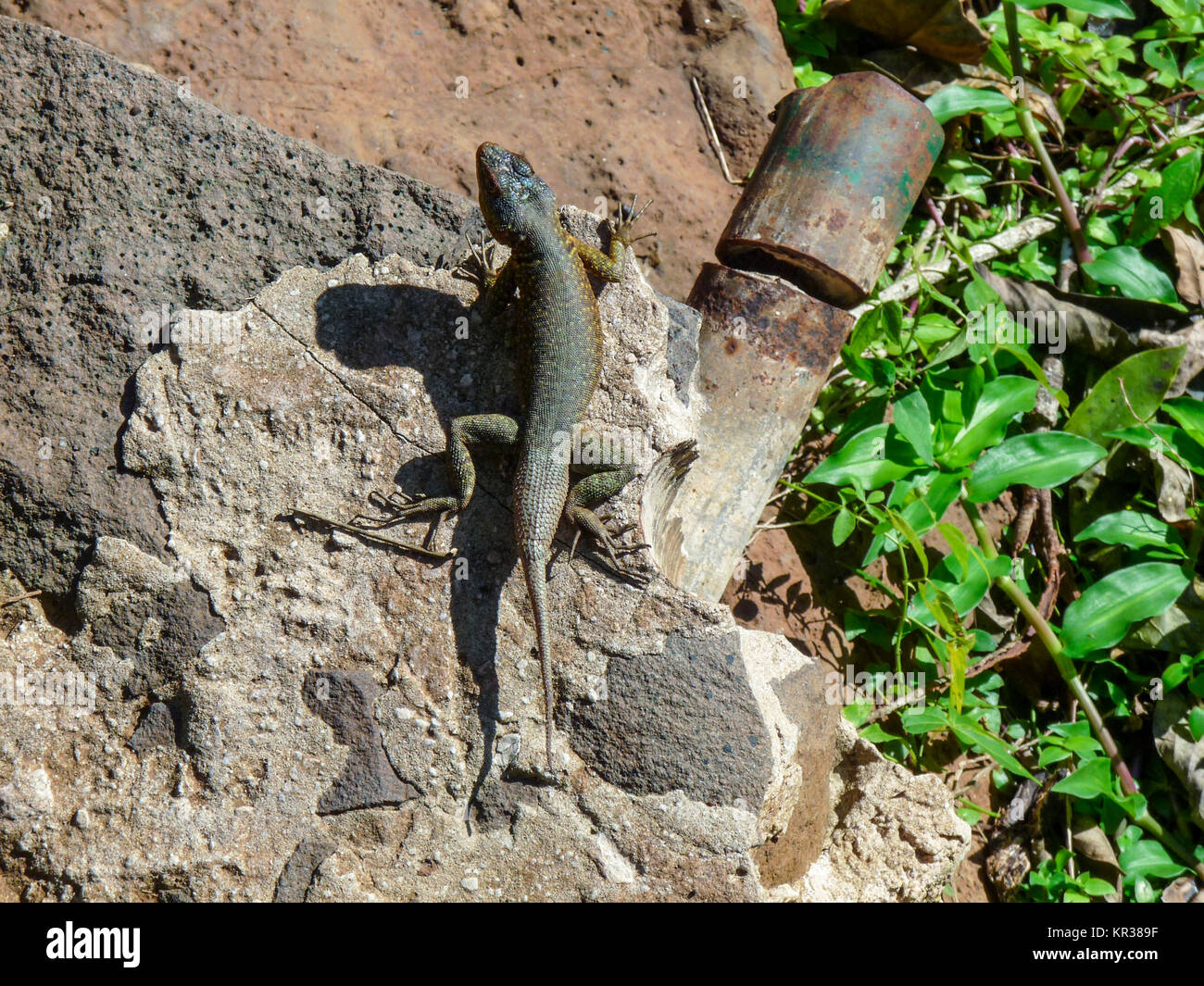 lizard at lower trail in Iguazu National Park, Argentina Stock Photo ...