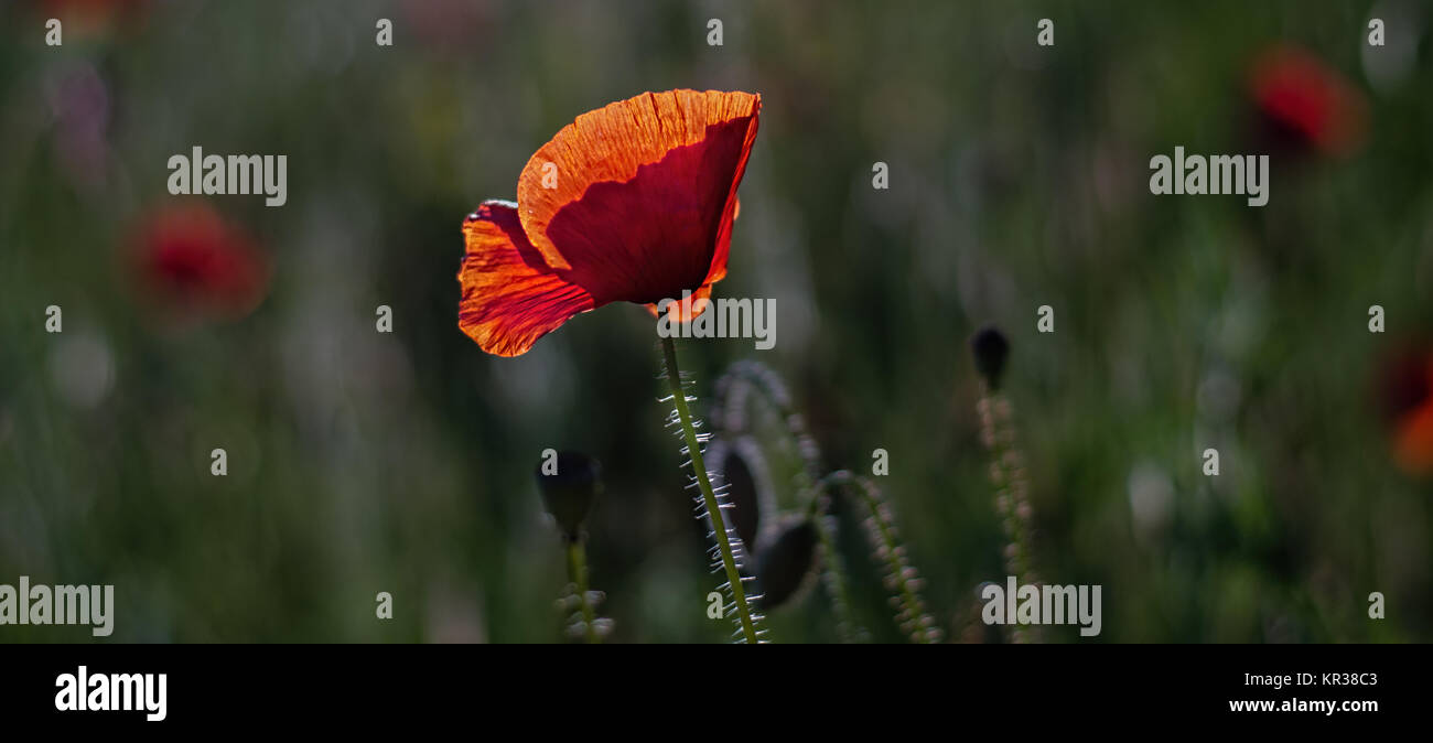 Poppy ww1 hi-res stock photography and images - Alamy