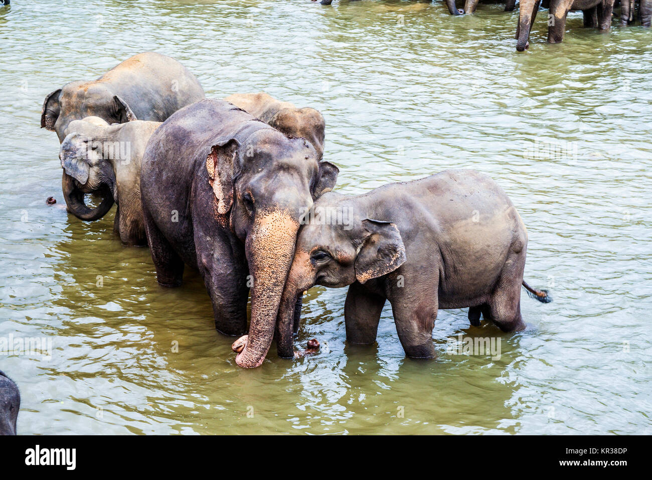 hugging elephants in the river in love Stock Photo - Alamy