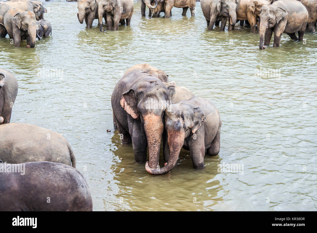 hugging elephants in the river in love Stock Photo - Alamy