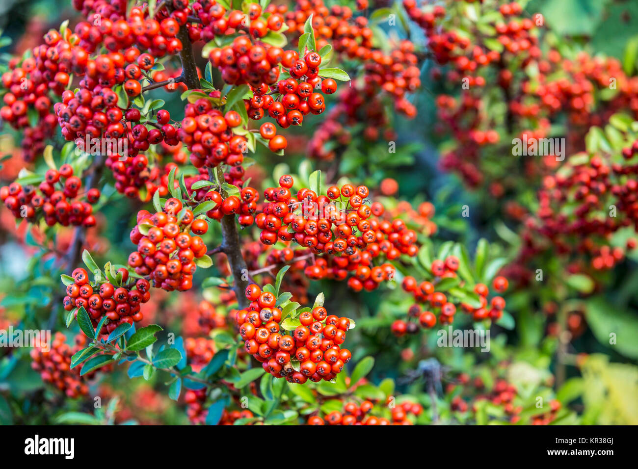 detail of firethorn with red berries Stock Photo - Alamy
