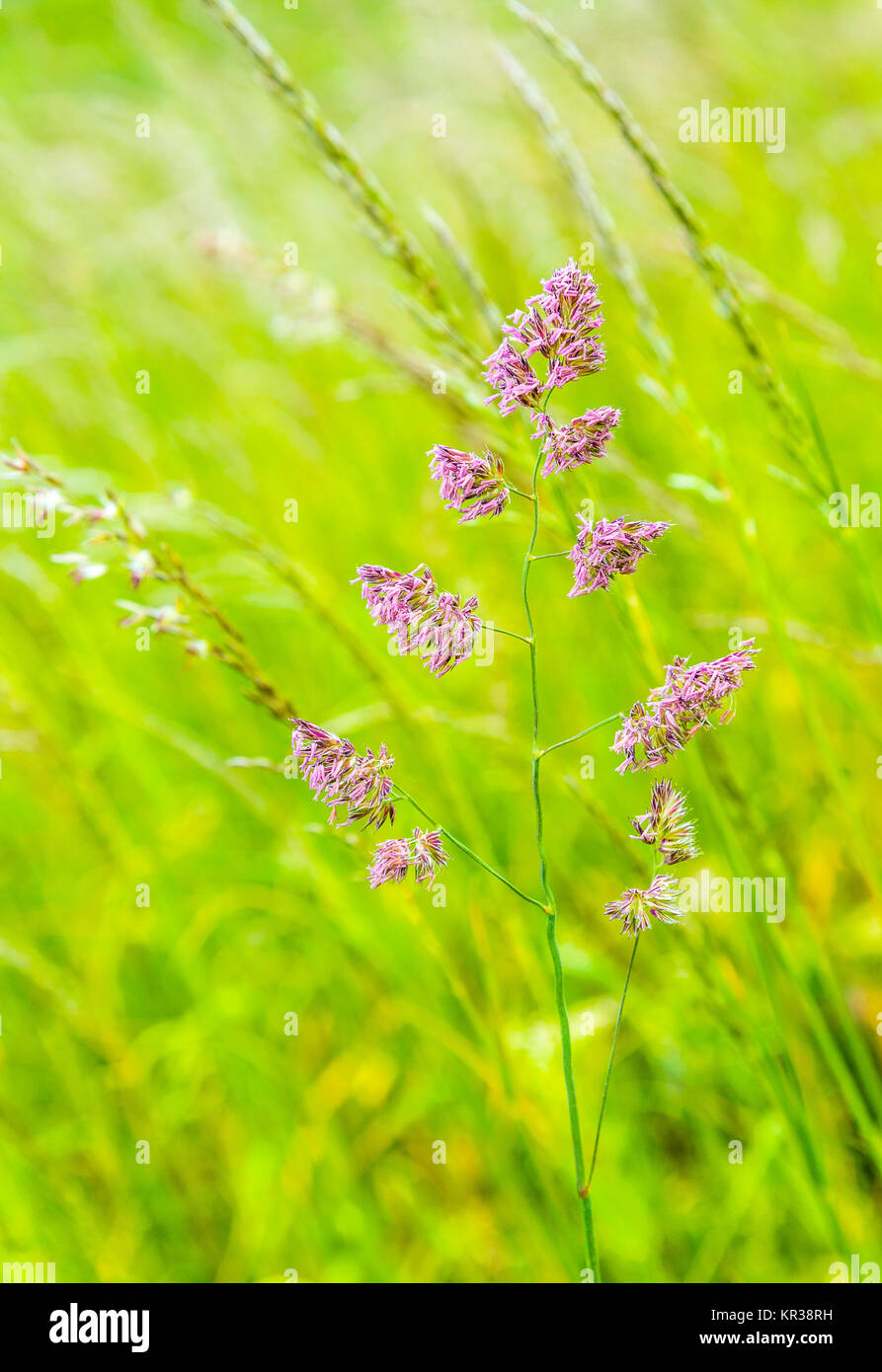 detail of wild growing grass plants in nature Stock Photo - Alamy