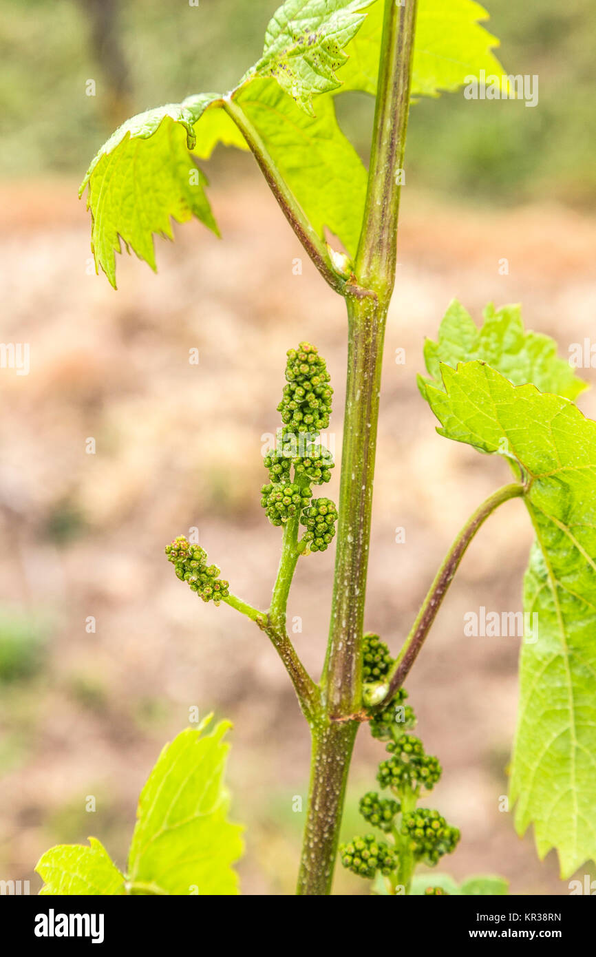 small grapes in the vineyard in springtime Stock Photo - Alamy