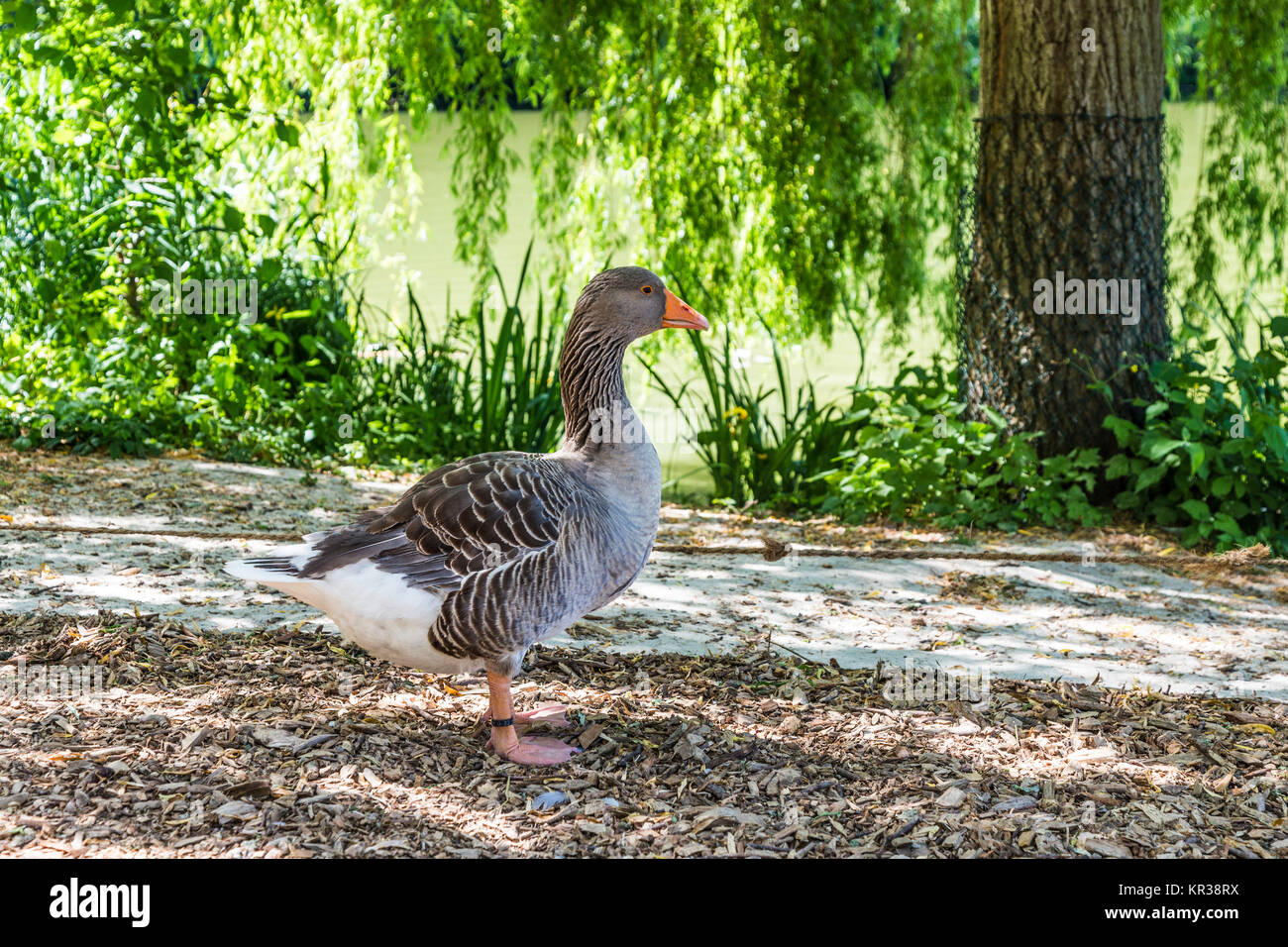 Goose in a green park at a summertime Stock Photo - Alamy
