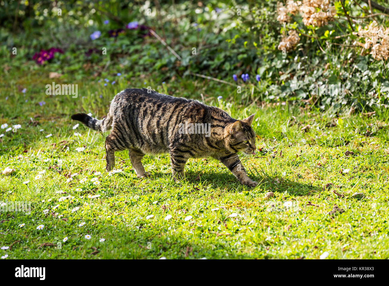 hungry cat hunting in the garden in sunlight Stock Photo - Alamy