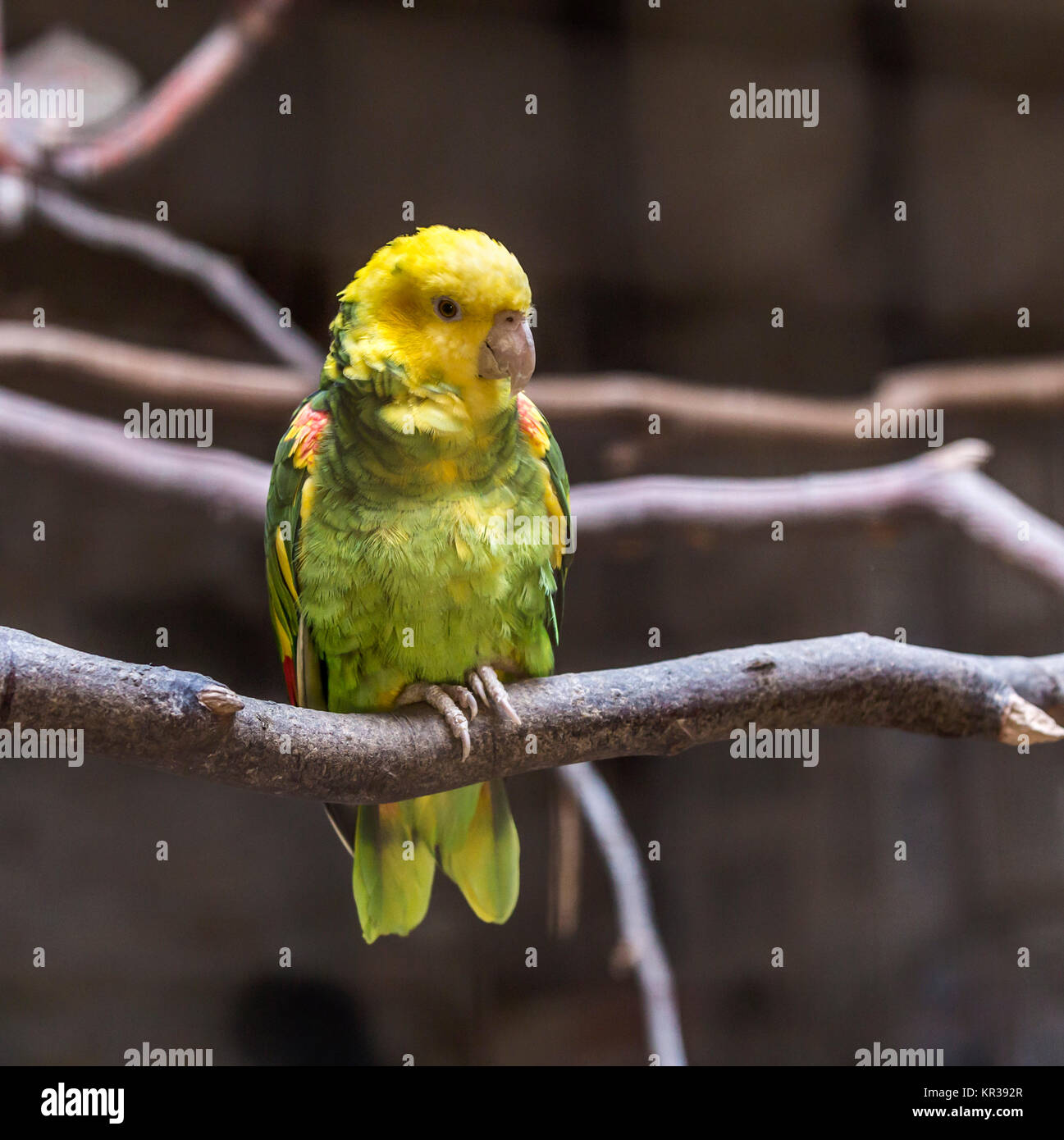 parakeet sits on a branch of the tree in the sun Stock Photo - Alamy