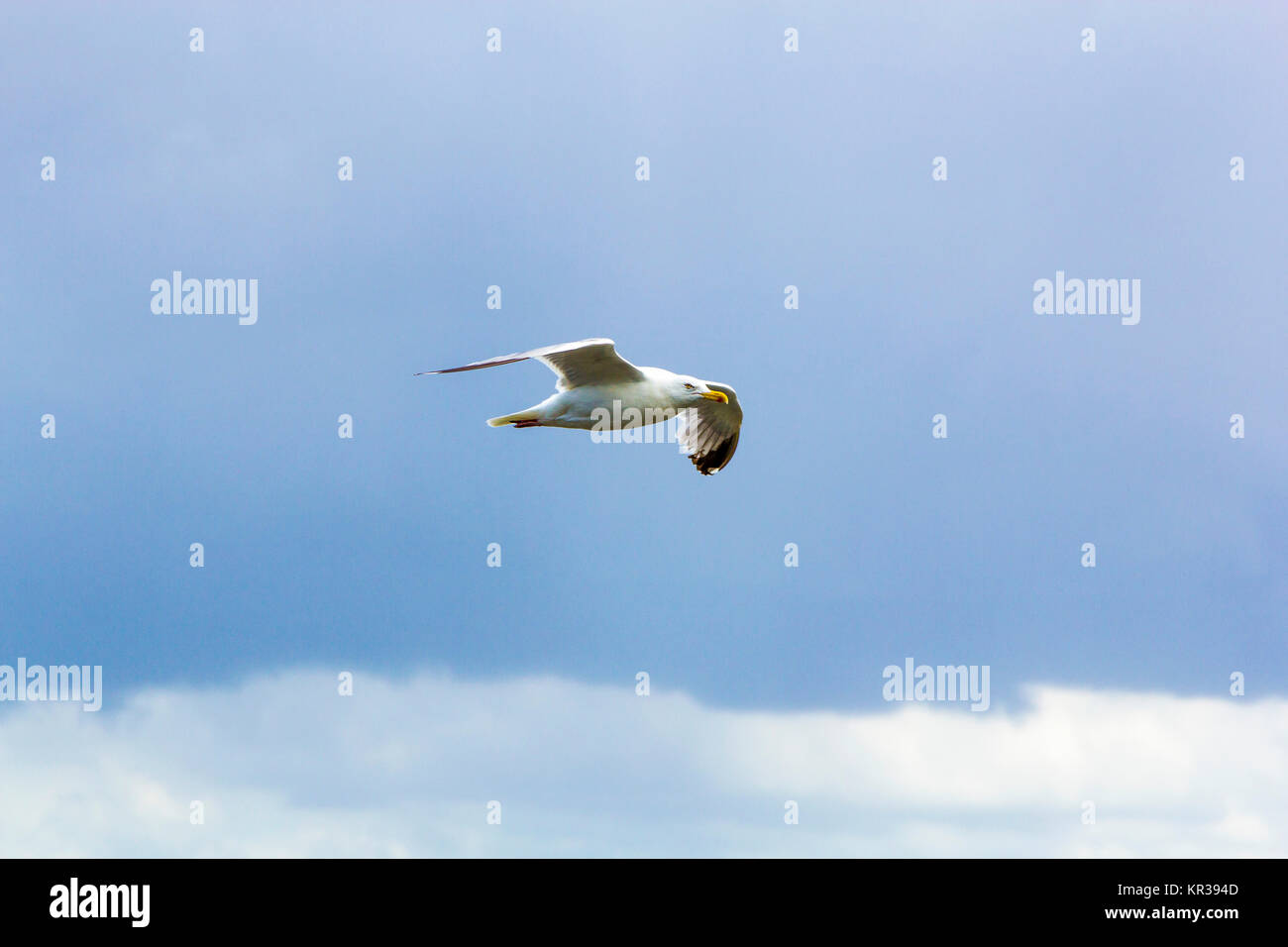one pigeon flying under deep dark sky Stock Photo - Alamy