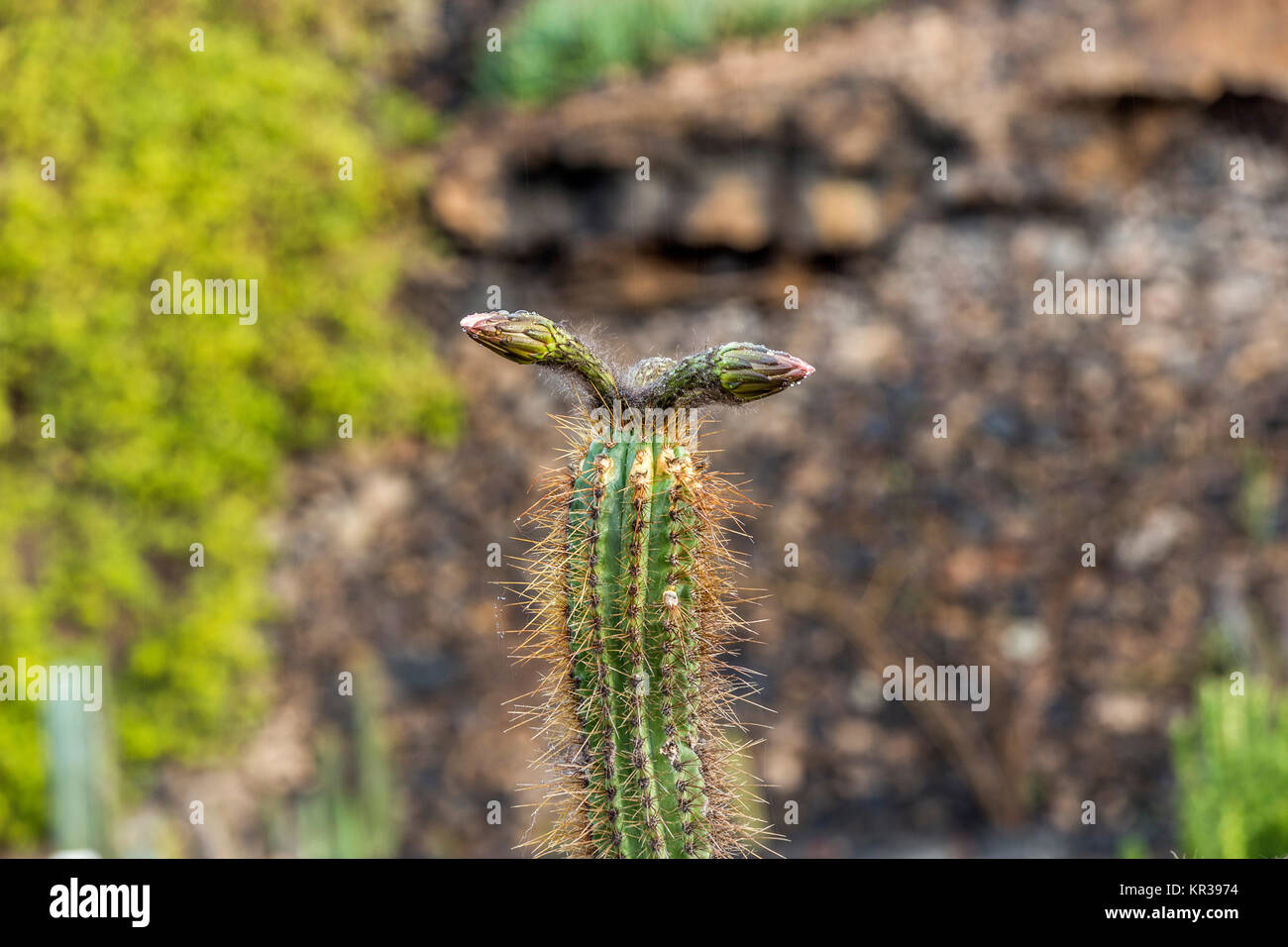 bud of cactus in detail Stock Photo - Alamy