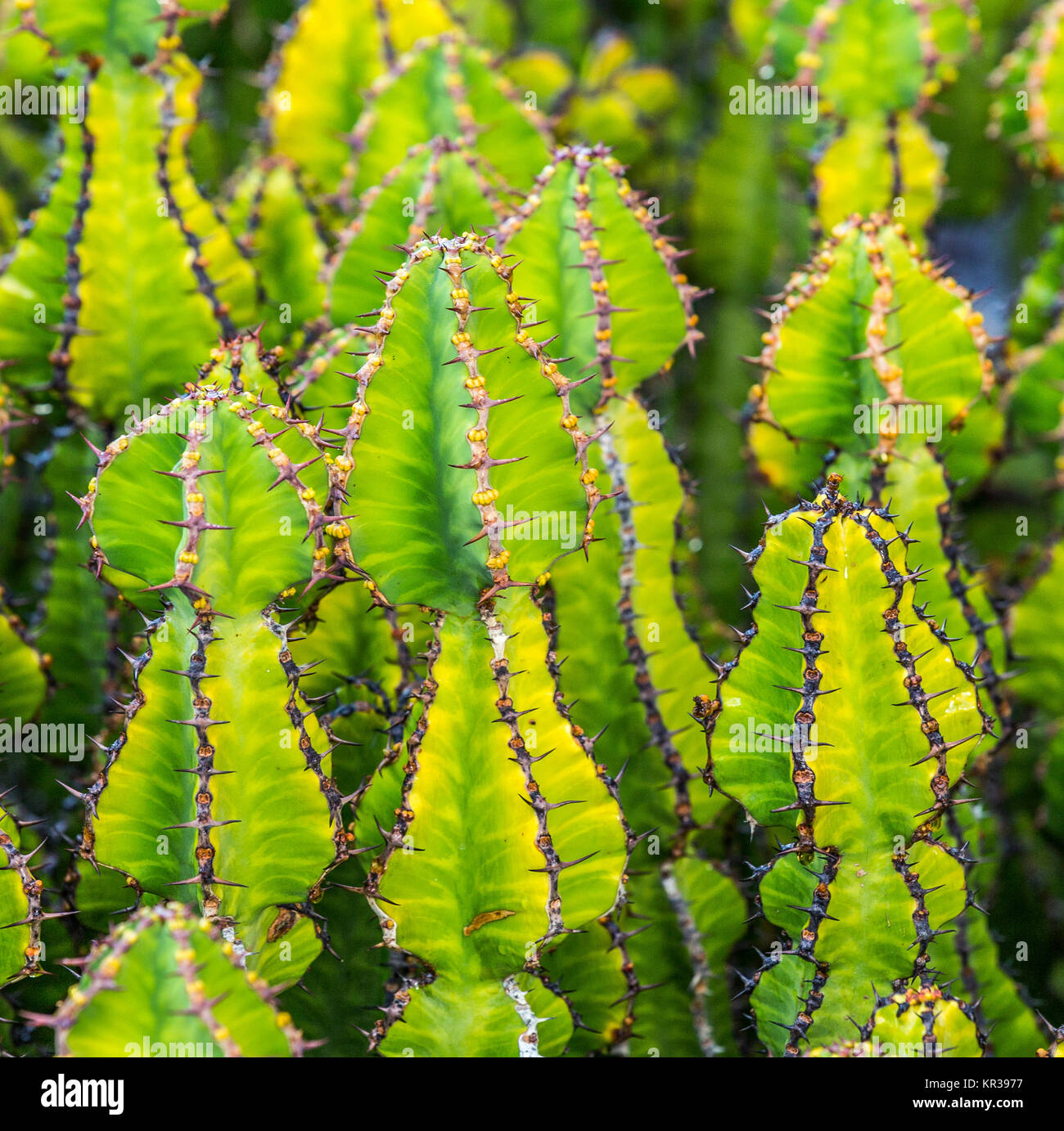 cacti growing in the field Stock Photo - Alamy