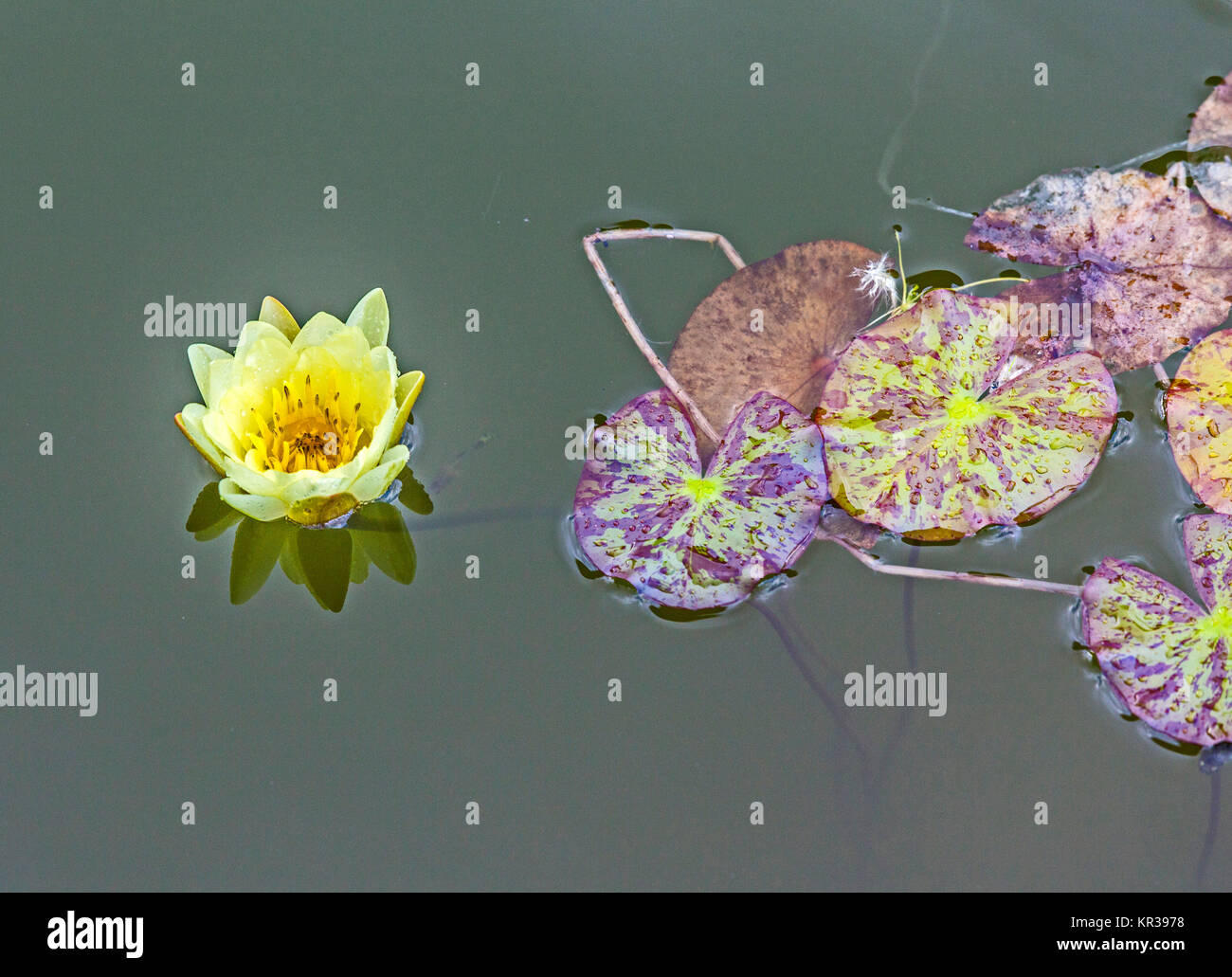 water lily floating in the lake Stock Photo - Alamy