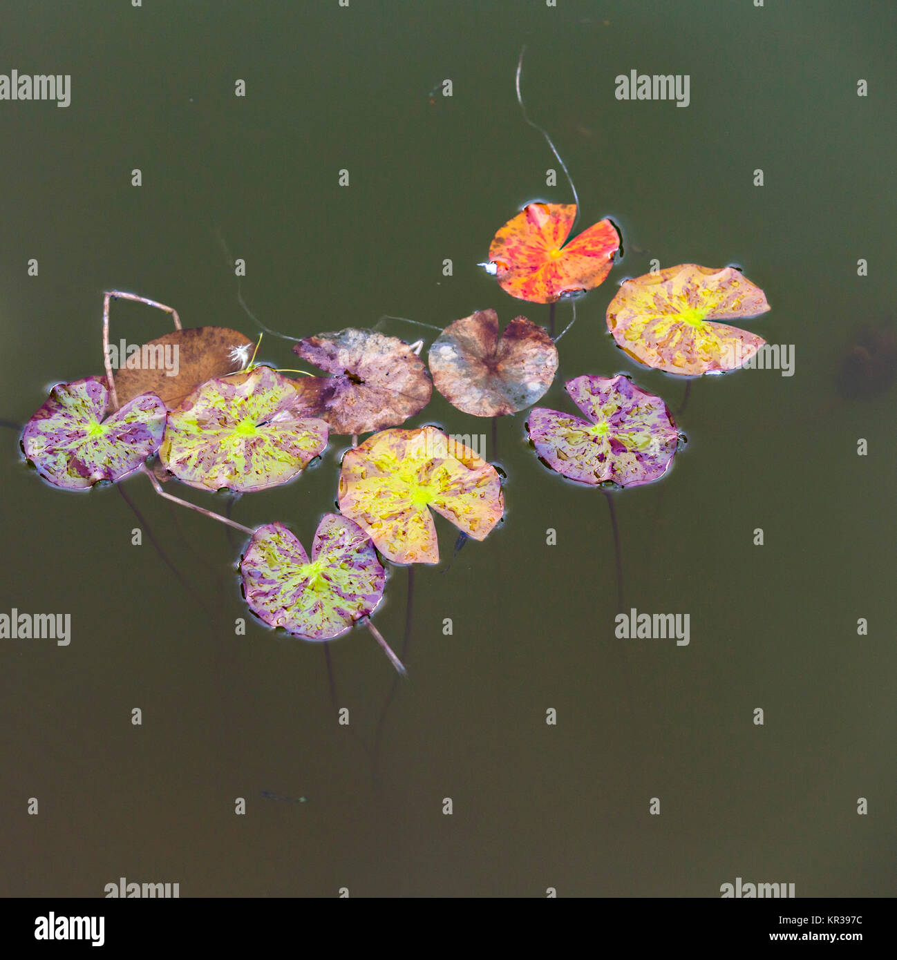 water lily floating in the lake Stock Photo - Alamy