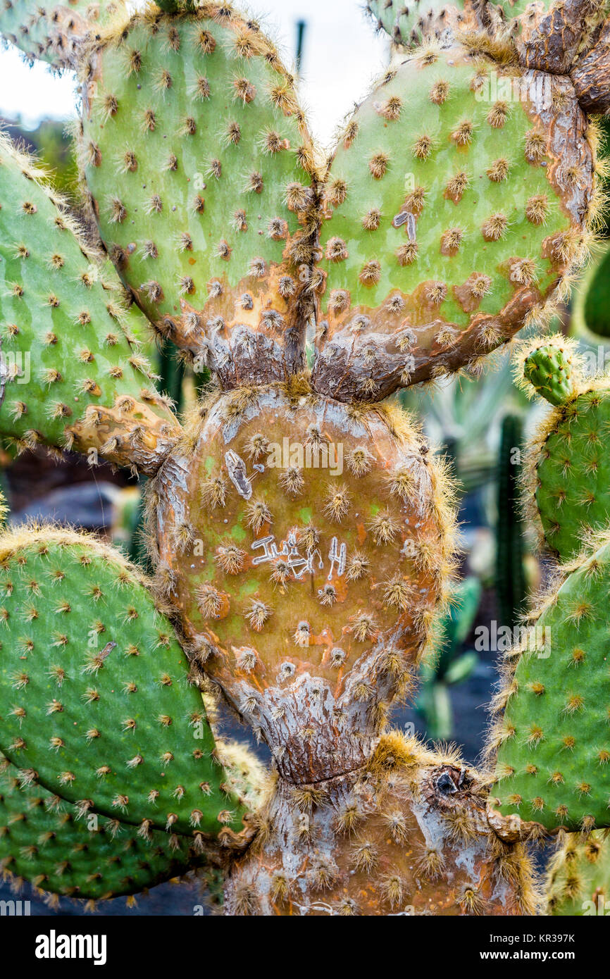Cochineal cactus farming lanzarote hi-res stock photography and images ...