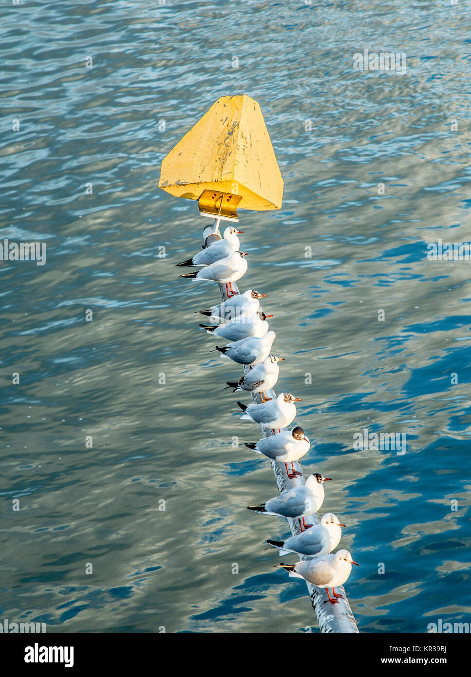 birds sitting on a pile of a bridge Stock Photo - Alamy