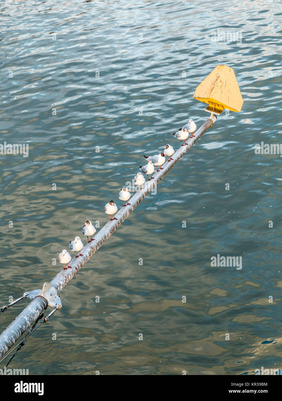 birds sitting on a pile of a bridge Stock Photo - Alamy