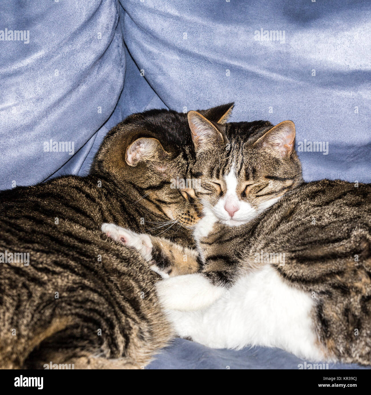 cute cats sleeping on a sofa Stock Photo - Alamy