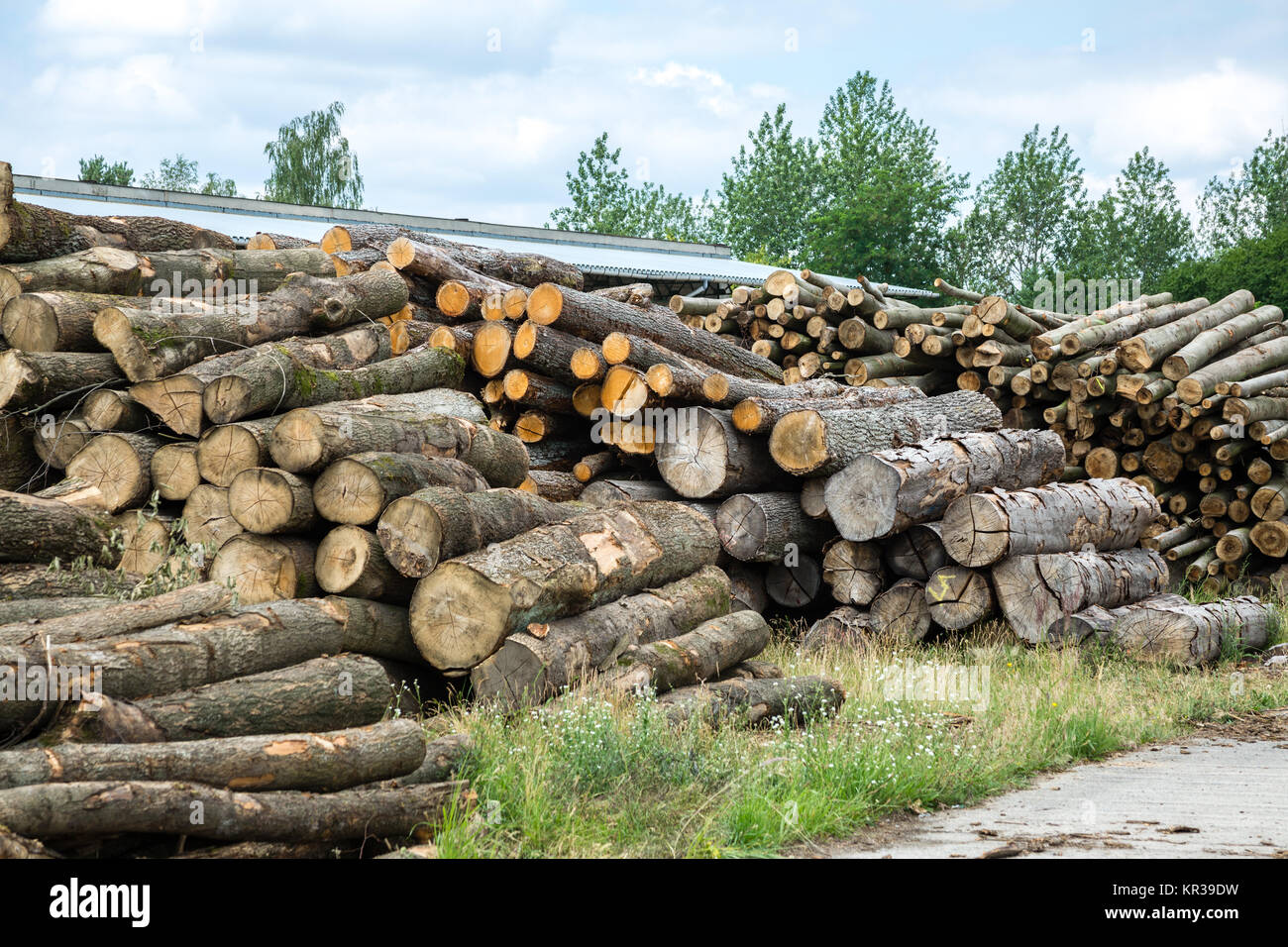 Forest pine trees log trunks felled by the logging timber industry ...