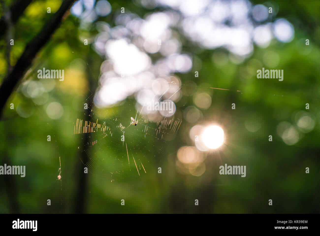 spider web in a forest with backlight at sunset Stock Photo - Alamy