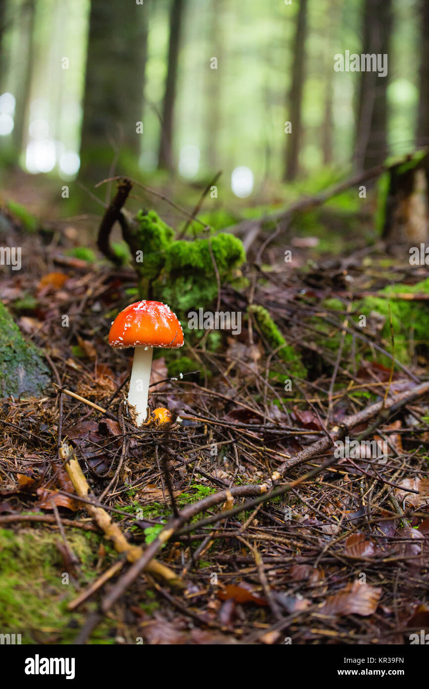 Fly Agaric in the forest close up photo Stock Photo - Alamy