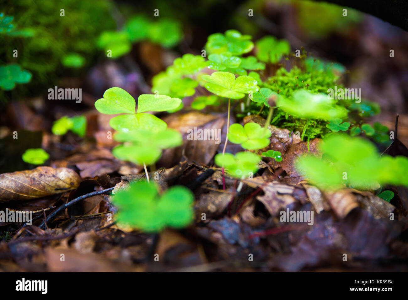 A detail of an oxalis montana, called common wood sorrel in forest ...