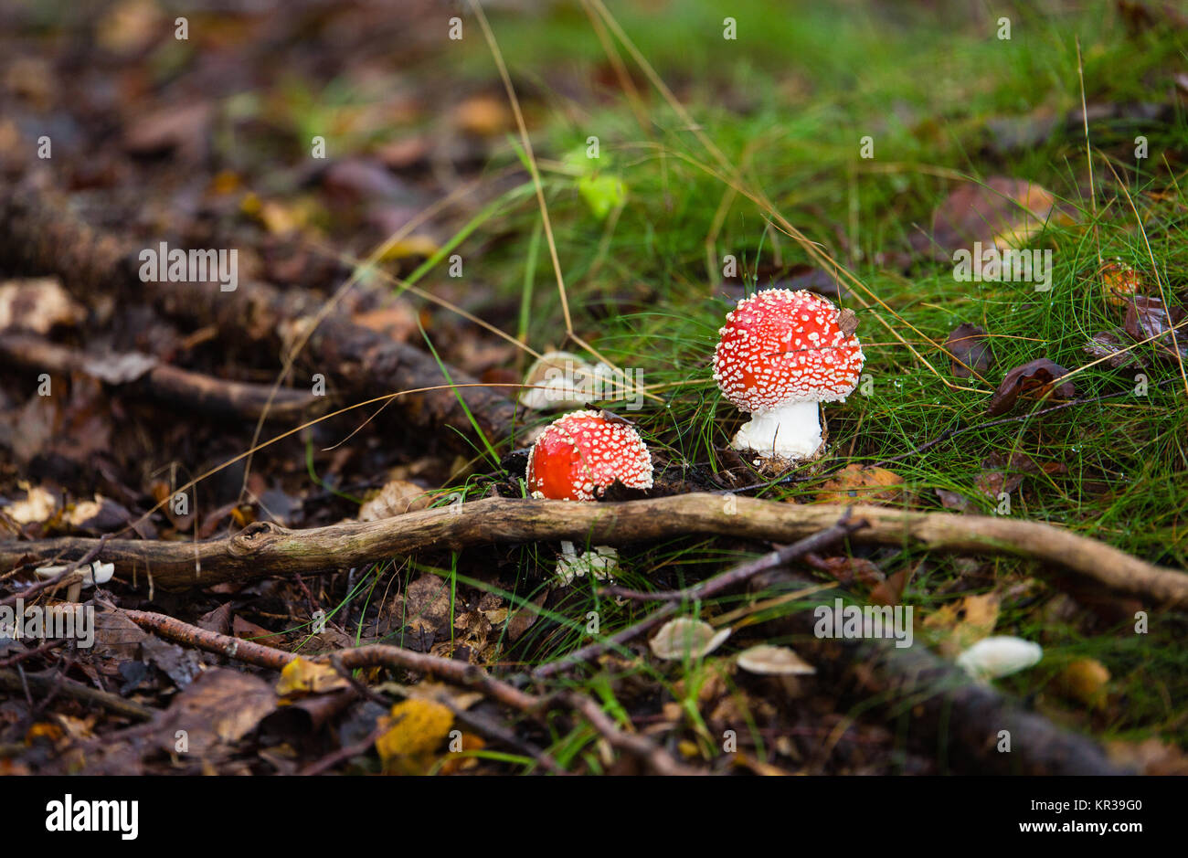 two spotted toadstools in the forest woods Stock Photo - Alamy