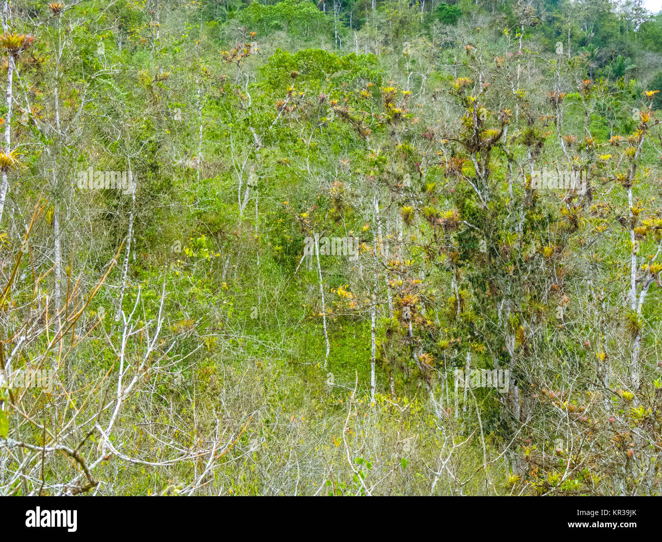 trees in the jungle in south america, Equador Stock Photo - Alamy