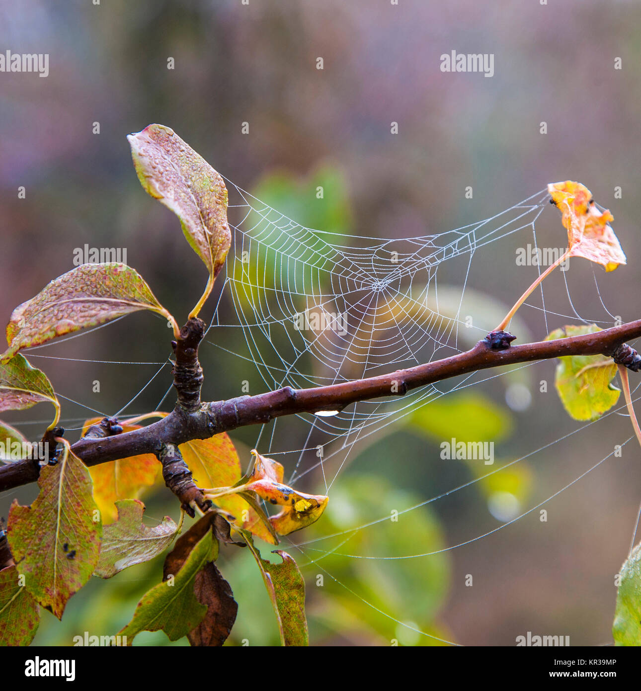 closeup of spider net at a tree in rain Stock Photo - Alamy