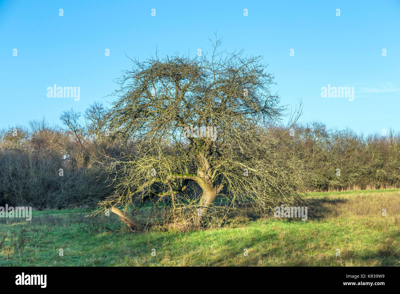 empty apple tree in autumn under blue sky Stock Photo - Alamy