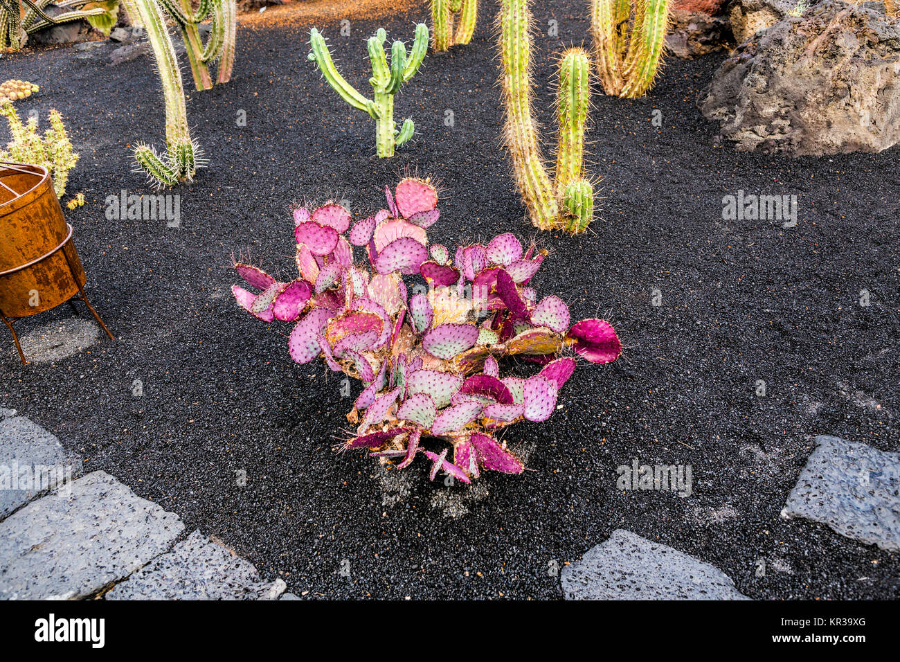 Cochenille mealy bugs on cacti in Lanzarote Stock Photo - Alamy