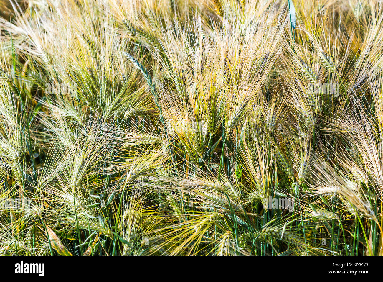 pattern of yellow corn field in detail Stock Photo - Alamy