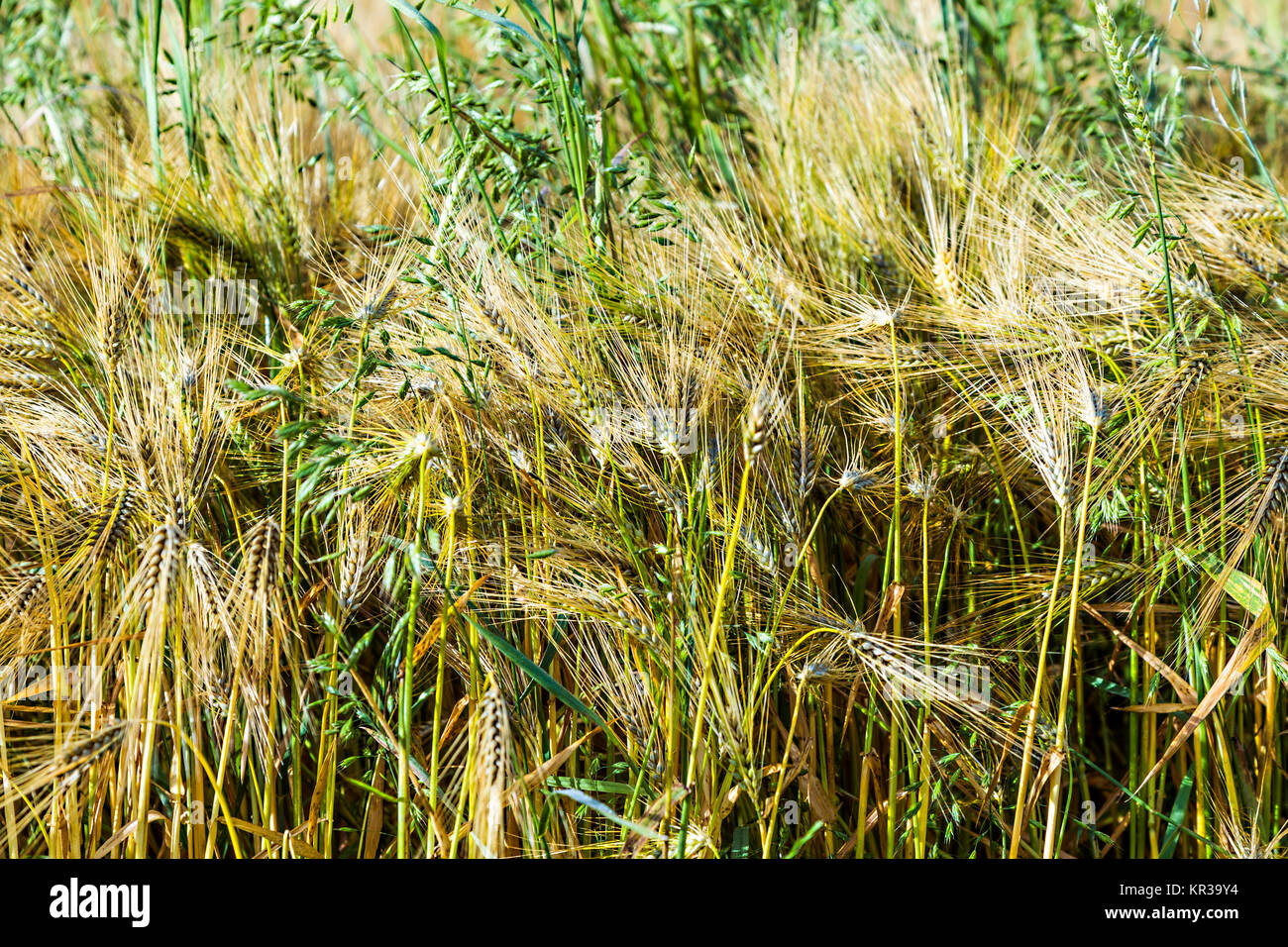 pattern of yellow corn field in detail Stock Photo - Alamy