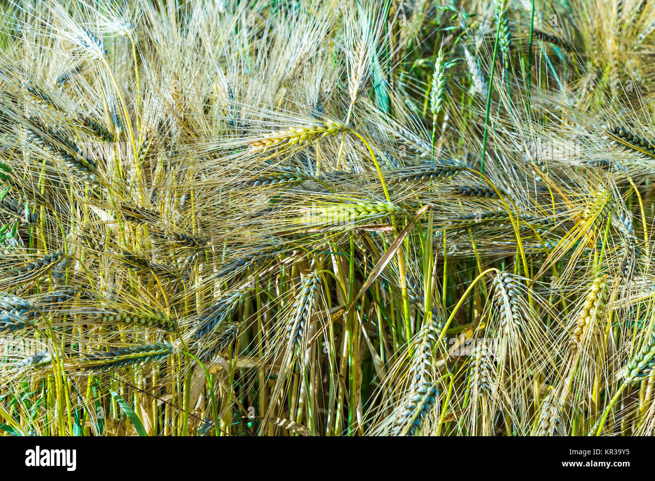 pattern of yellow corn field in detail Stock Photo - Alamy