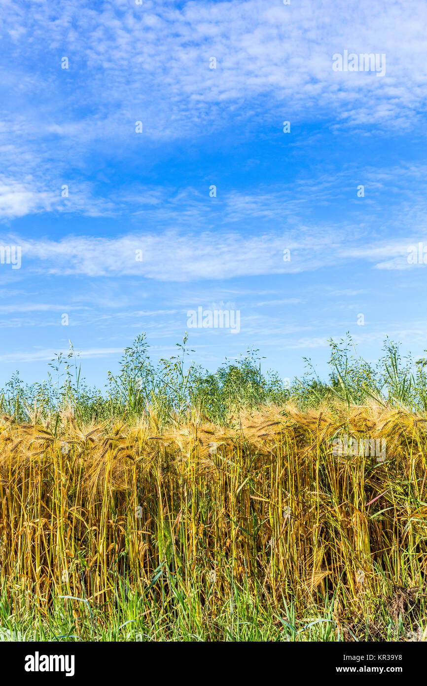 pattern of yellow corn field in detail Stock Photo - Alamy