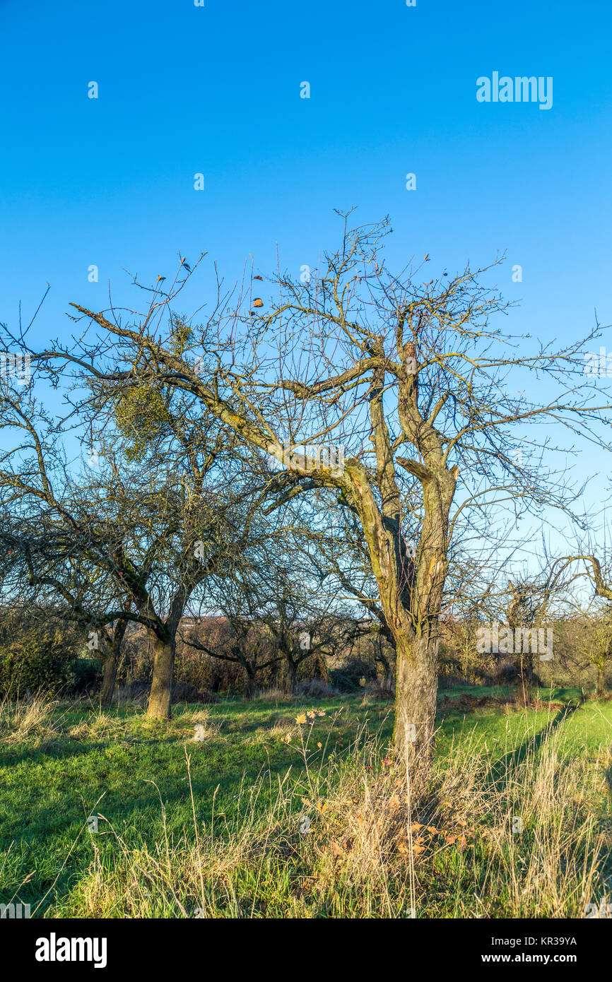 empty apple tree in autumn under blue sky Stock Photo - Alamy