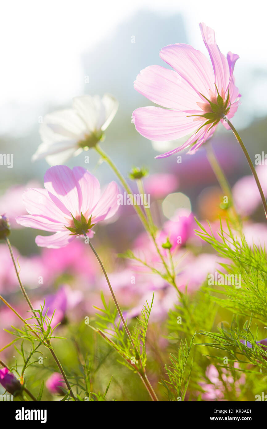 Cosmos flower in garden Stock Photo - Alamy