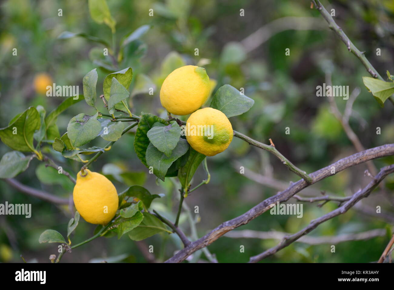 spain - lemon tree am Stock Photo - Alamy