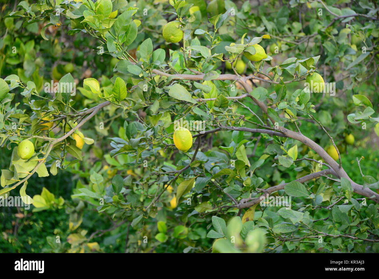 spain - lemon tree am Stock Photo - Alamy