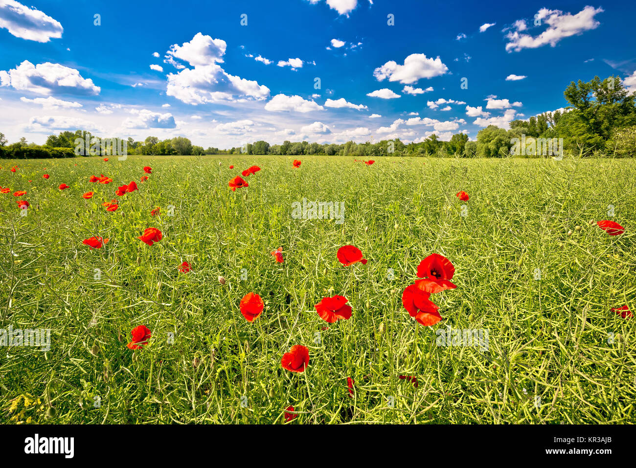 Poppy flower field and green landscape Stock Photo - Alamy