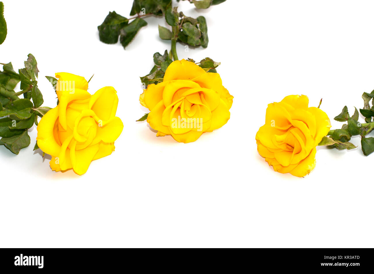 three yellow roses on a white background Stock Photo - Alamy