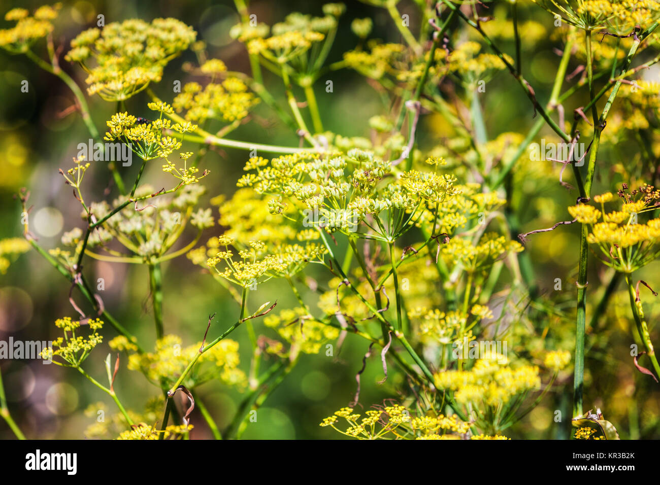 Fennel dill bloom in summer. Beauty in nature. Floral background ...
