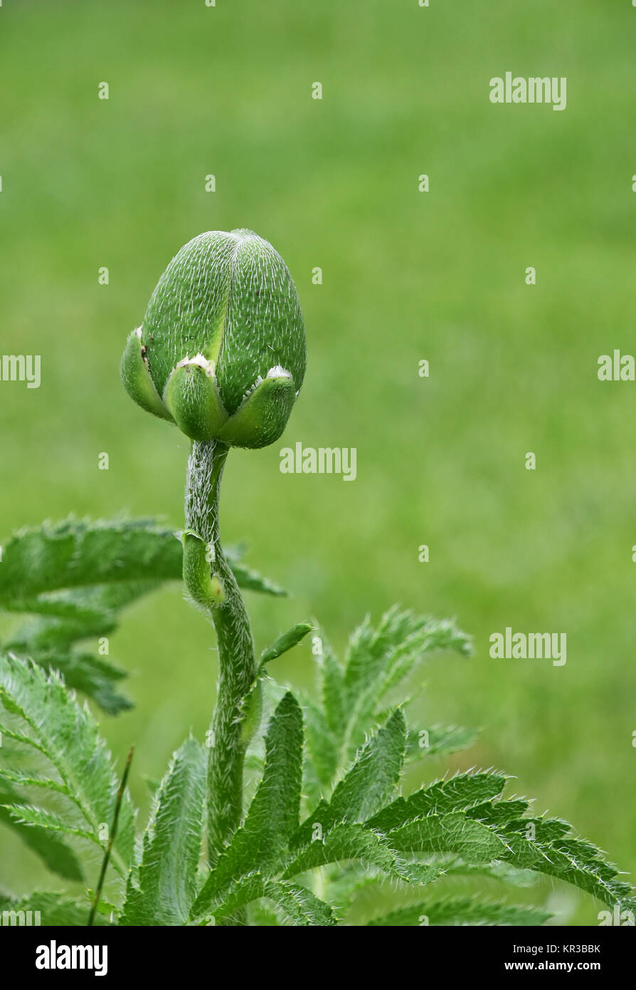 One poppy flower bud over green grass background Stock Photo - Alamy