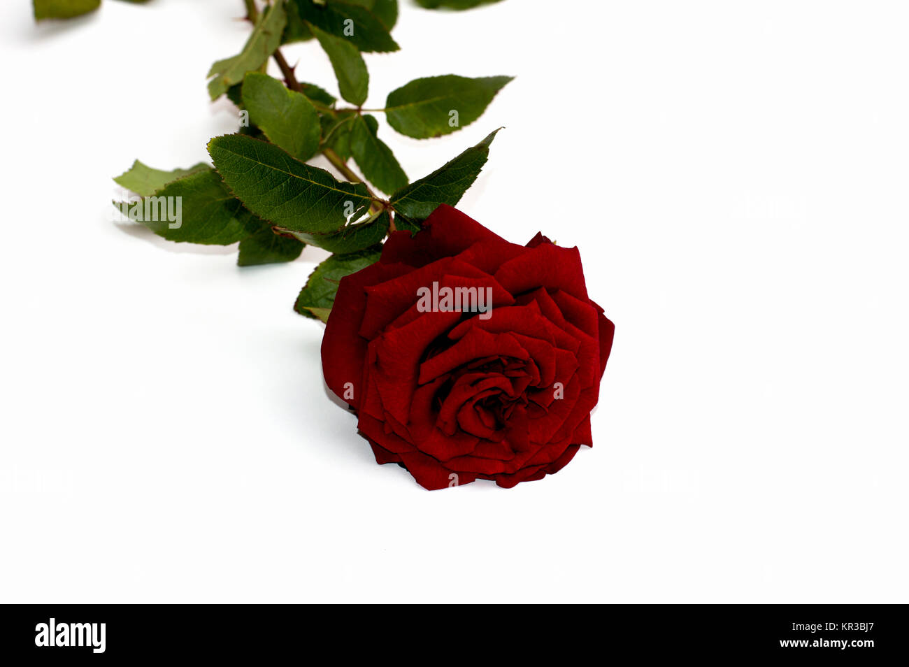 one red rose on the white isolated background Stock Photo - Alamy